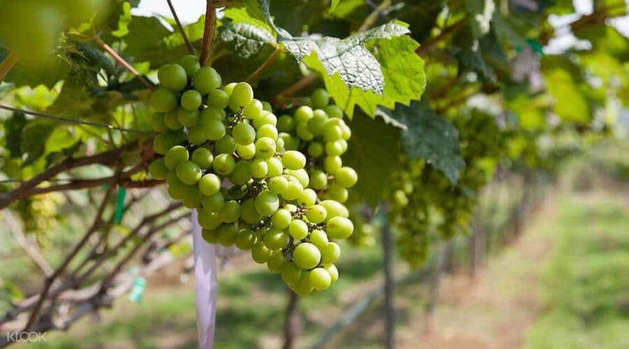 Monsoon Valley Vineyard