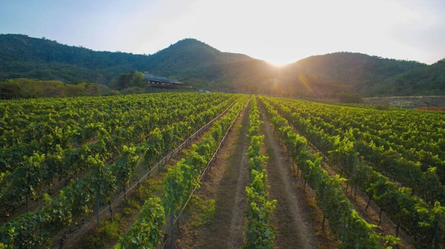 Monsoon Valley Vineyard